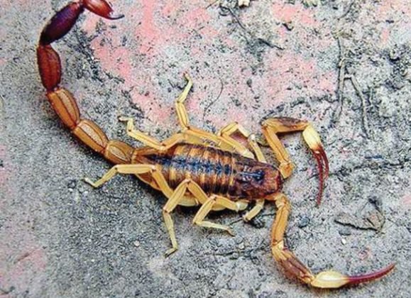 ¿Cómo saber si un alacrán es venenoso o inofensivo? Así puedes ...