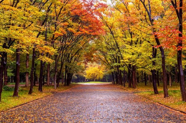 5 curiosidades sobre el otoño - CSC Noticias