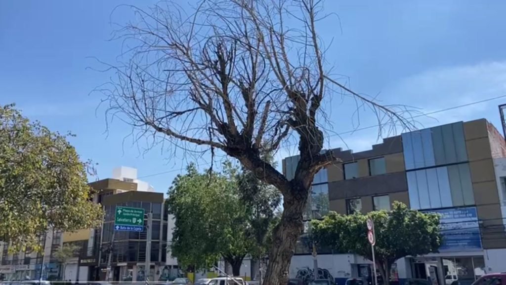 Hacen censo de árboles en bulevar, detectan 26 dañados y 12 ya muertos ...